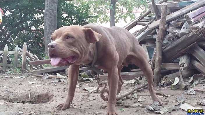大黄大战比特犬,比特差点被咬死 谁说土狗没有洋犬厉害的
