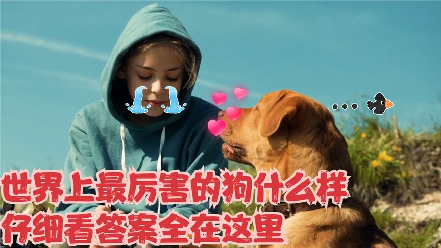 世界上最厉害的狗什么样 仔细看答案全在这里