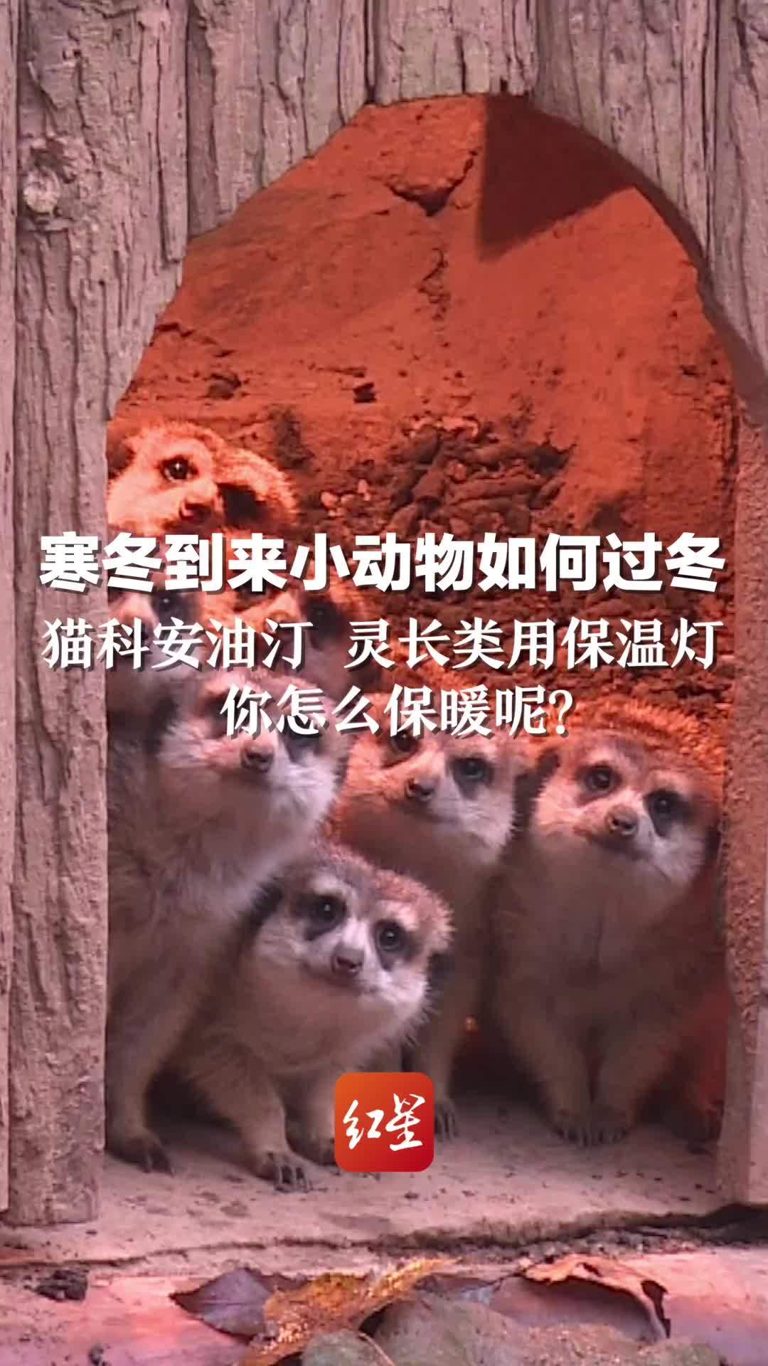 寒冬到来小动物如何过冬,猫科安油汀 灵长类用保温灯,你怎么保暖呢?