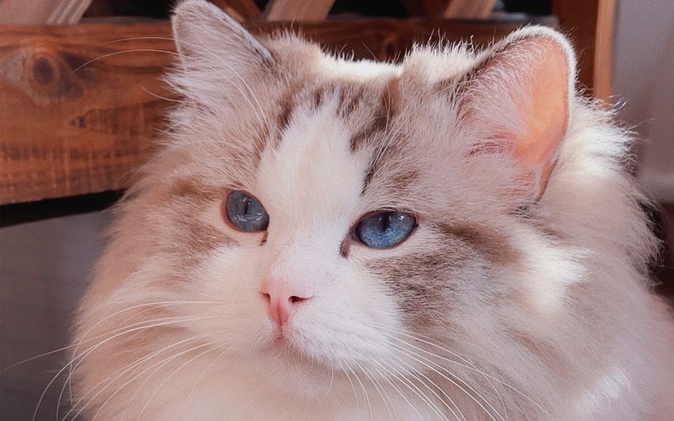 【新手养猫】害怕猫咪不喜欢你?看看这四种表现你家猫有没有~
