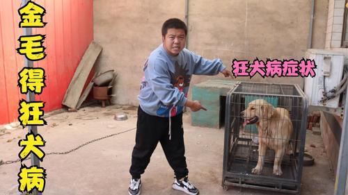 金毛狂吠乱咬人,小虎看它这些症状怀疑它得了狂犬病,这该咋办?