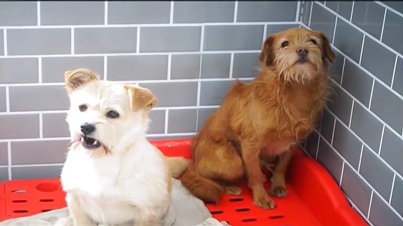 “宠物盲盒”隐患极大,切勿让此行为变成“监管盲区”丨法治