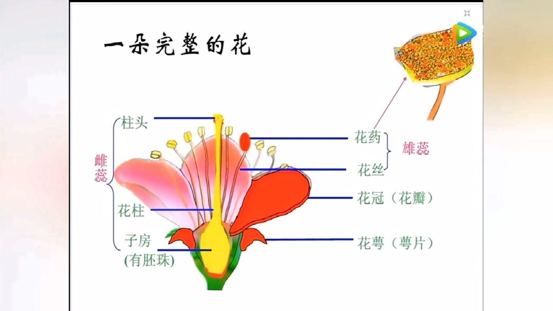 花、果实和种子1