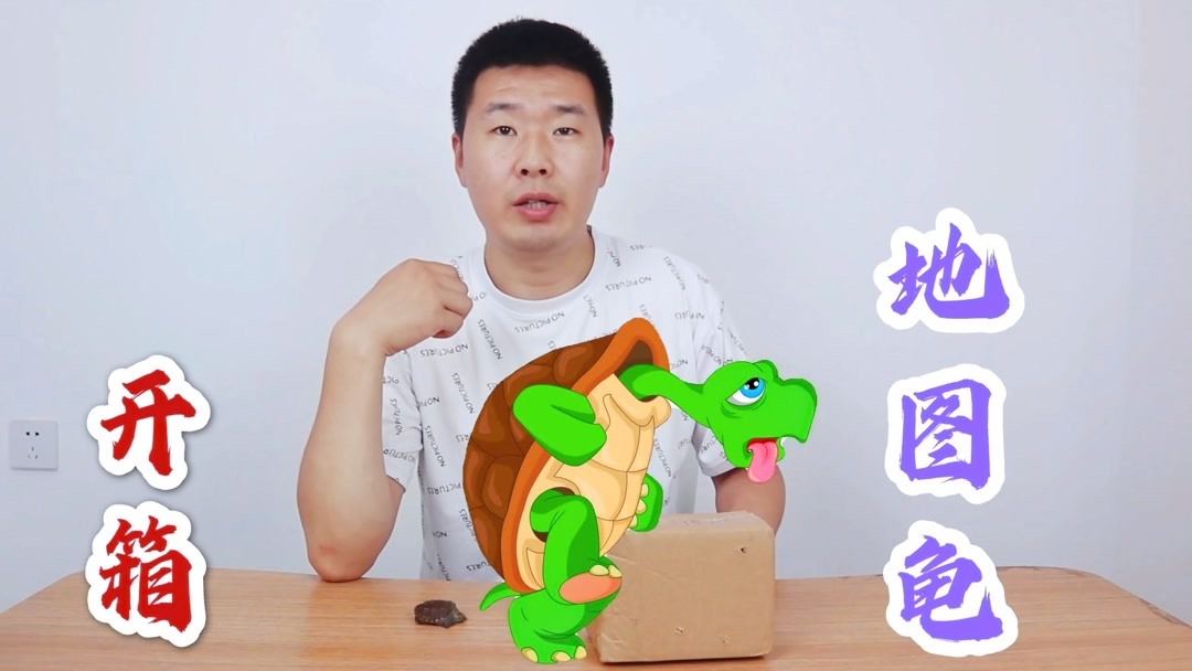 地图龟开箱:买了1只呆萌呆萌的地图龟,鳄龟终于不孤单了