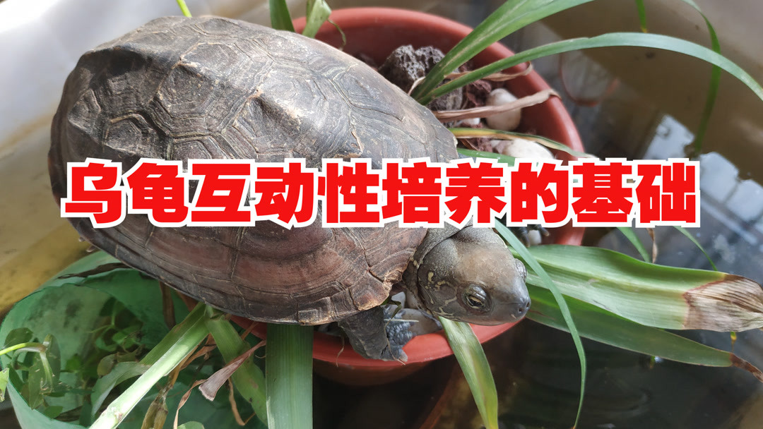 养出一只互动性强的乌龟很容易,保持饲养环境稳定,不必刻意而为
