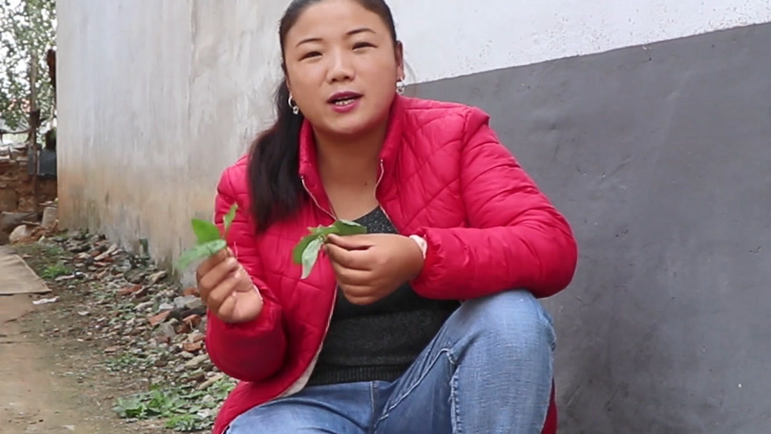 车前草,煎水喝的好处有多少人不知道,一起来了解一下!