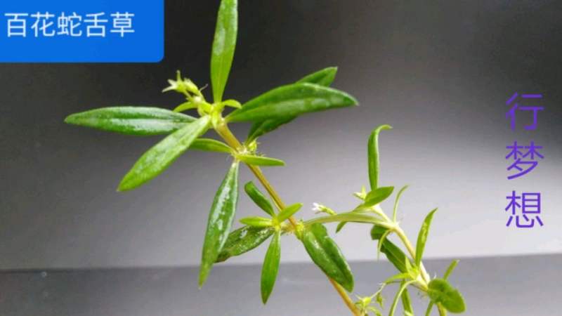 百花蛇舌草,大家知道它的作用与特点吗?