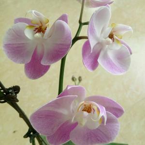 梅花英姿588 