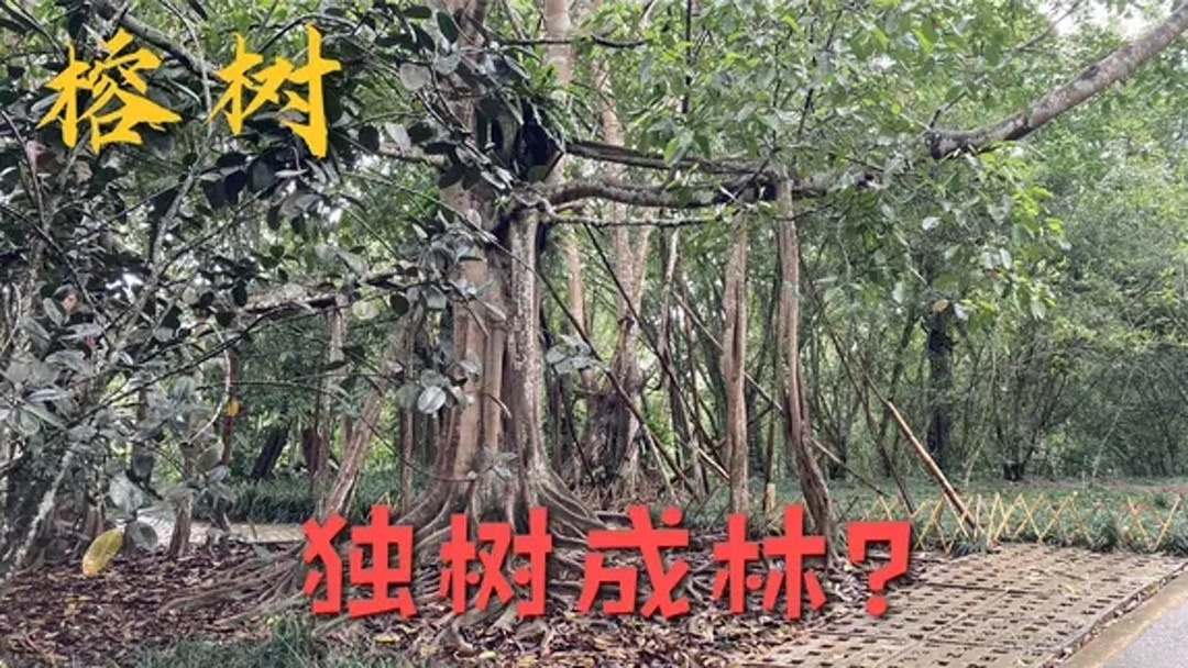 西双版纳中科院植物园,热带雨林榕树园,棕榈园,天然氧吧