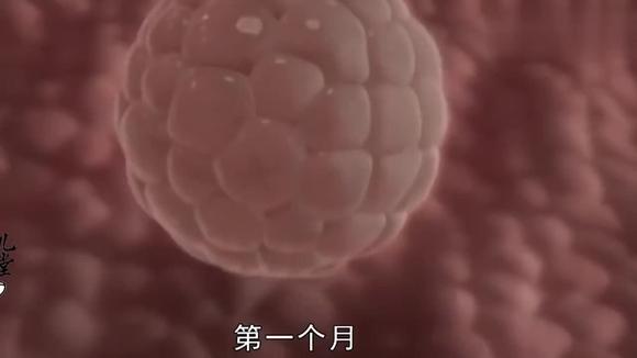 怀孕过程视频:宝宝在妈妈肚子里10个月变化,太神奇了!