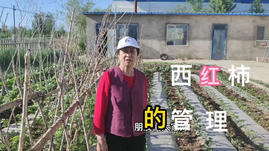 西红柿生长过程中的管理很多,今天给大家分享两个重要环节看一看
