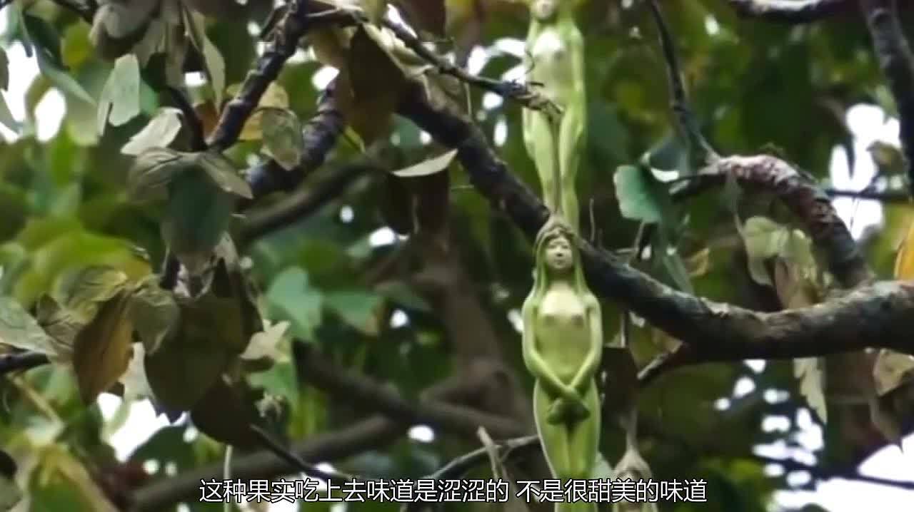 .人参果",形似仙女功效.