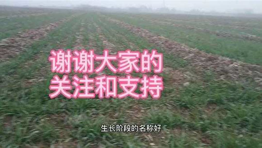 和广大新老朋友一起了解一下小麦一生长情况及小麦的生长节段。