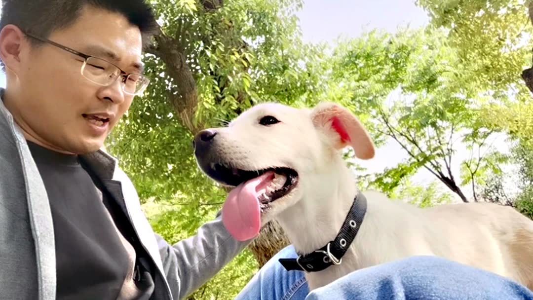 蚌埠即将实行养犬管理条例,养狗的人该做什么?欢迎交流分享