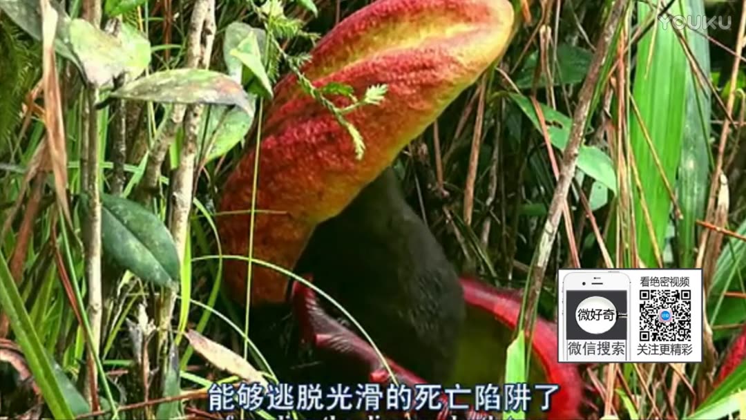 史上最全的食虫草植物视频!