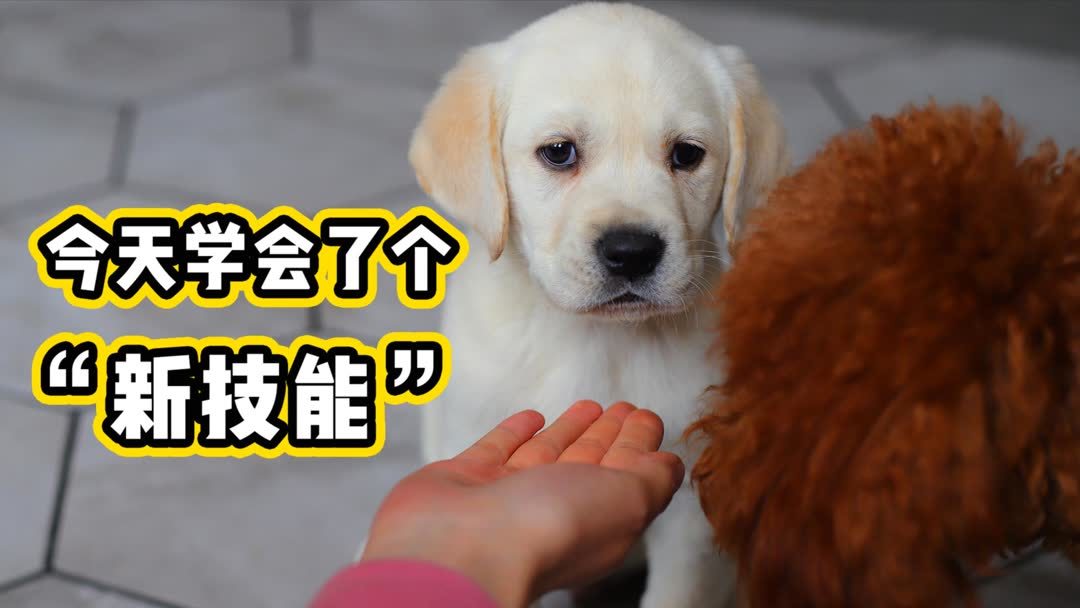#西瓜新人#不知道费了多少狗粮,拉布拉多汉堡终于学会了-新技能