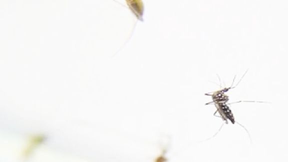 特别招蚊子因为是这个血型?实验:蚊子真的会有偏爱的血型?