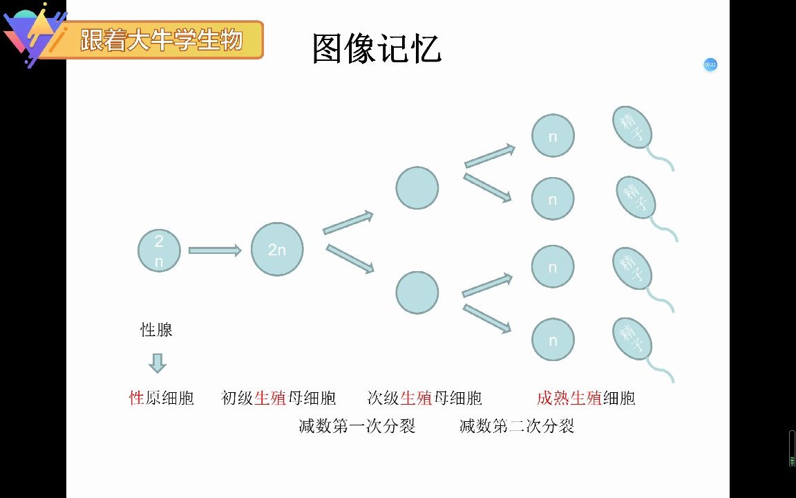 高中生物必修二 减数分裂---精子和卵细胞的形成