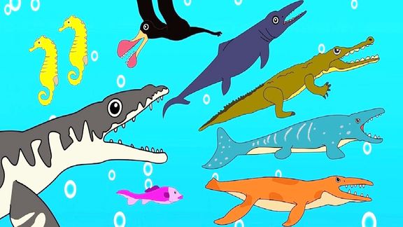 各种海洋动物介绍
