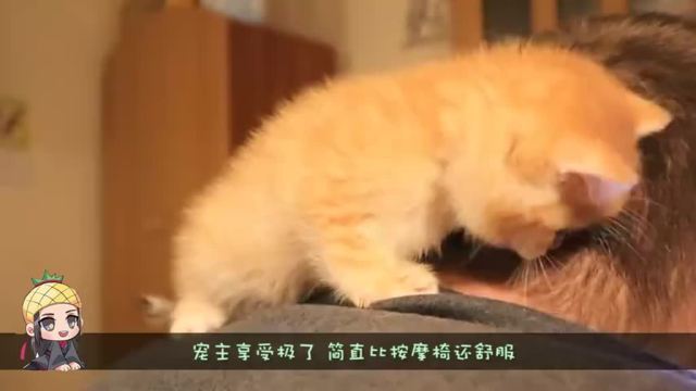 小奶猫给主人挠痒痒,宠主享受极了,简直比按摩椅