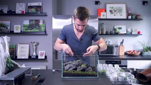 草缸造景,手把手迷你小缸造景开缸教程
