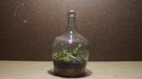 用玻璃瓶制作小型生态循环系统, 累了困了看两眼, 让你浑身都舒服