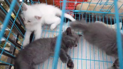 带你去宠物市场看各种品种的宠物,有些品种的狗你可能从来没见过