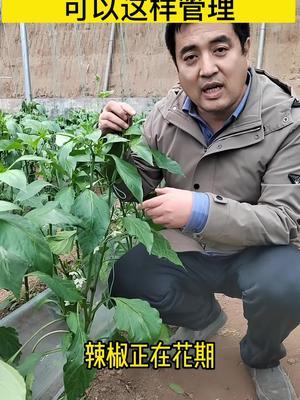 辣椒想要避免落花落果可以这样管理#辣椒种植 #三农 #农业种植技术