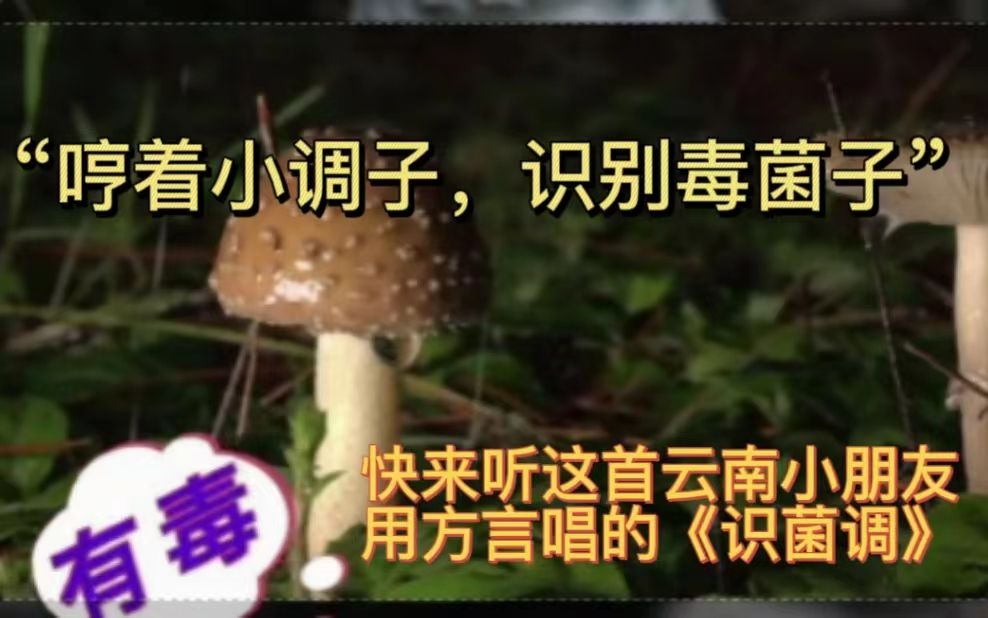 “哼着小调子,识别毒菌子”快来听这首云南小朋友用方言唱的《识菌...