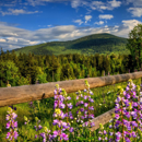 追梦的人最妖艳 