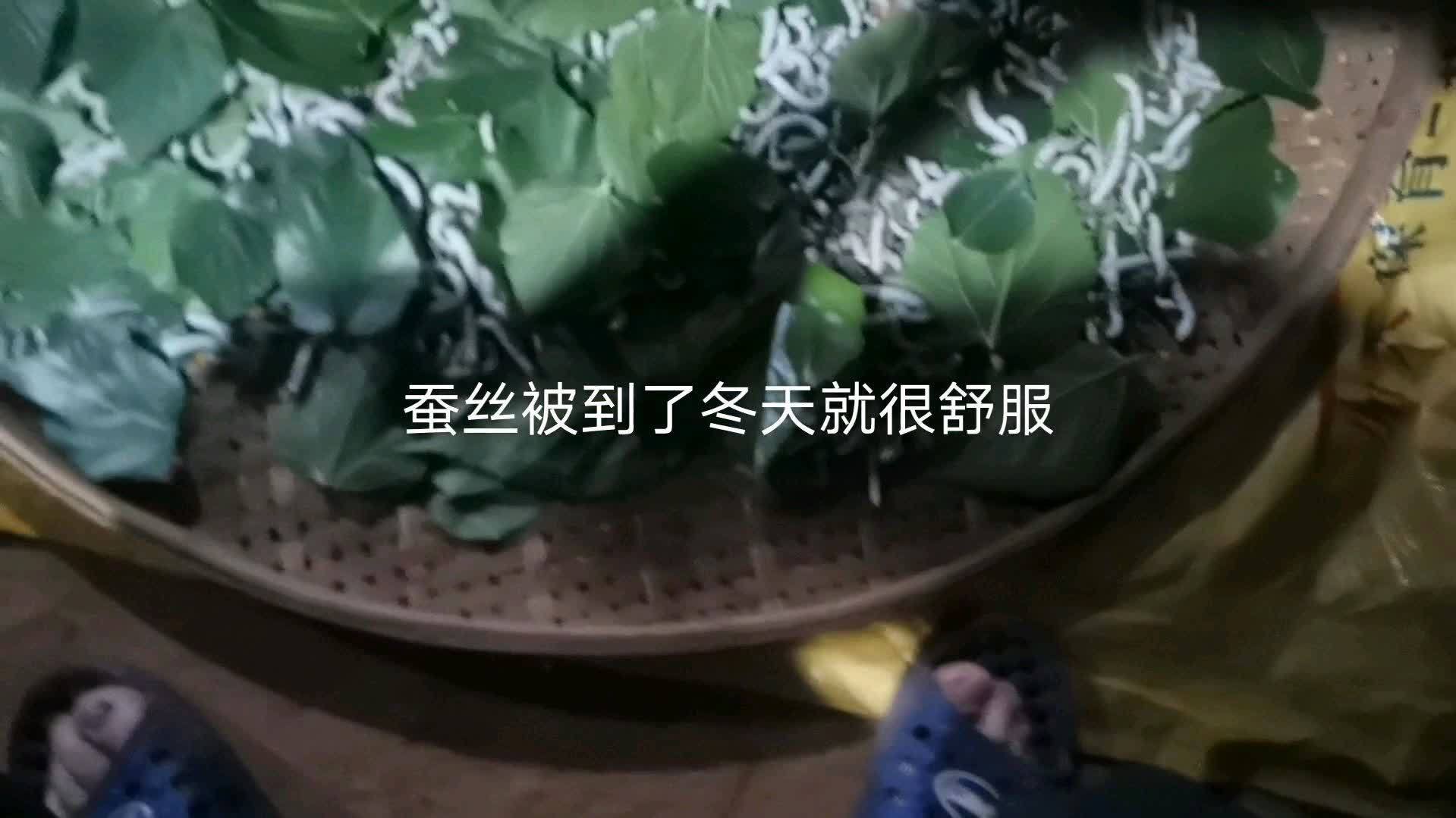 养蚕准备做蚕丝被
