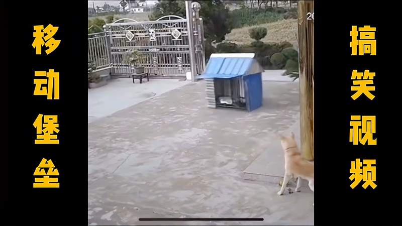 传说中的移动堡垒,狗子都懵了