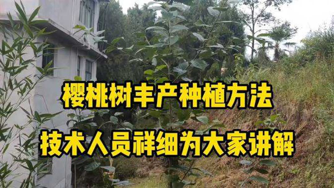 樱桃树丰产种植方法,技术人员详细为大家讲解