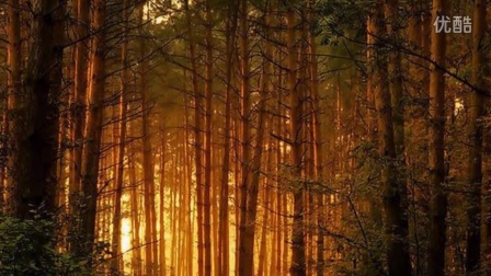 M240 七款唯美森林背景