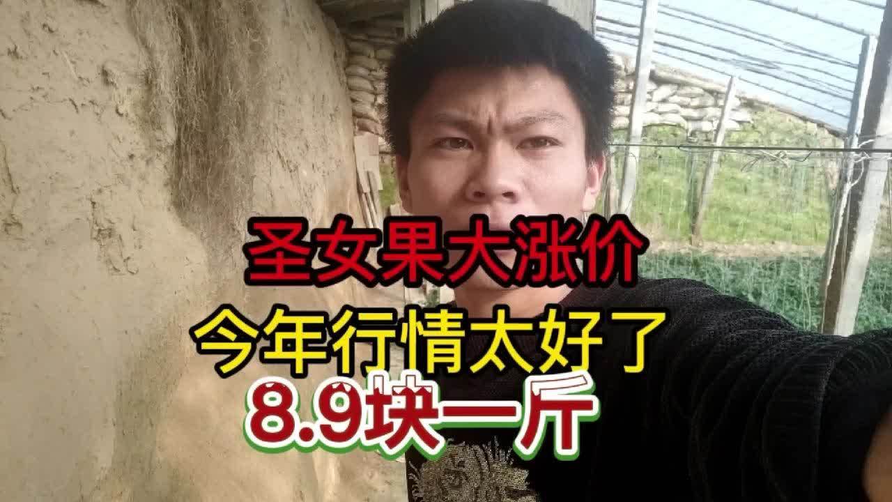 圣女果小番茄行情真好 带大家看看种植60天的西红柿...