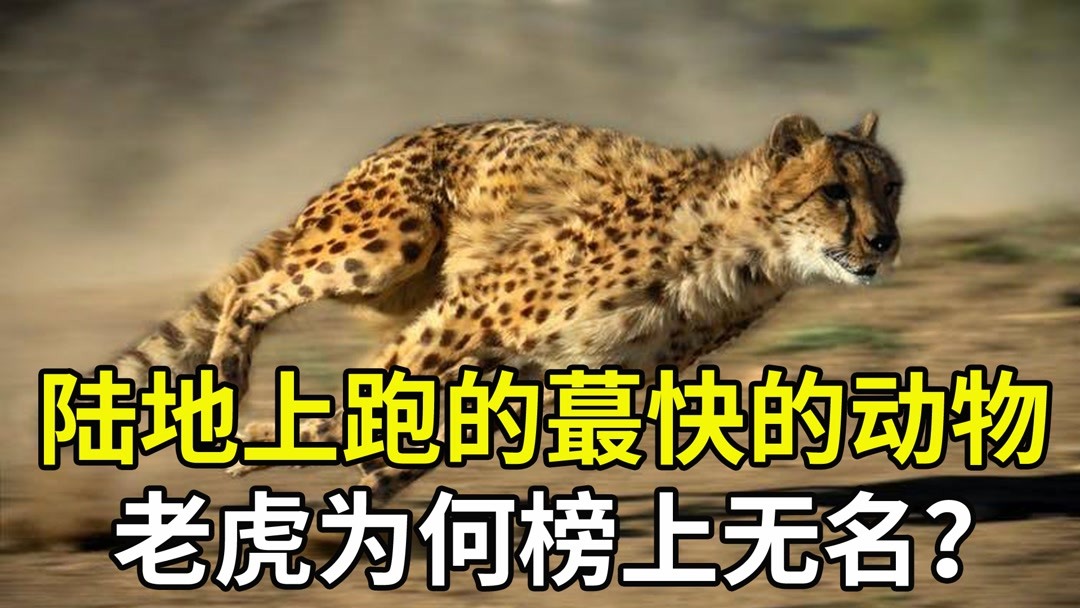 动物的奔跑速度有多快?号称森林之王的老虎,为什么榜上无名?