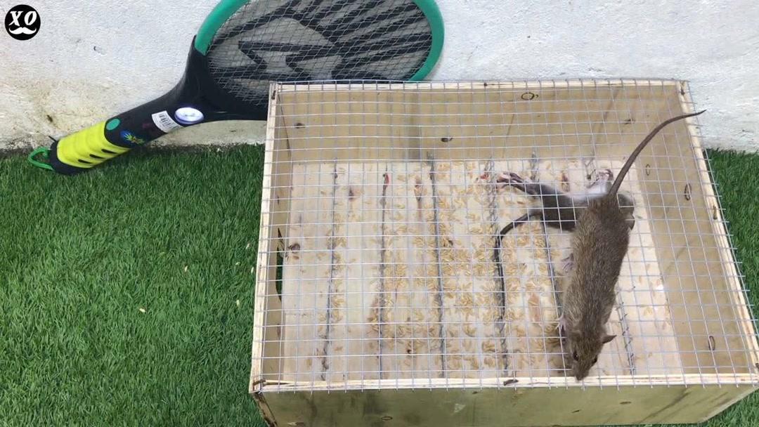 带电的捕鼠神器,你见过吗