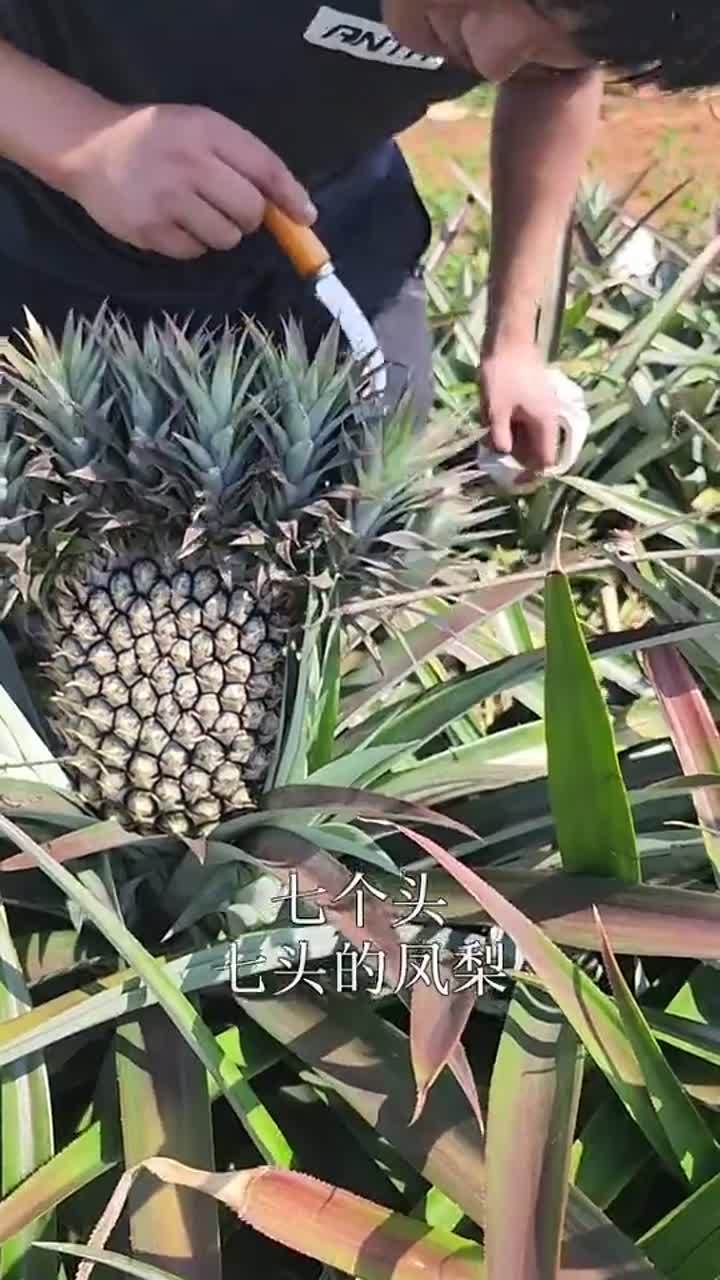 再教大家凤梨怎么削皮金钻凤梨源头好生鲜优质农产品中源果农水果三农