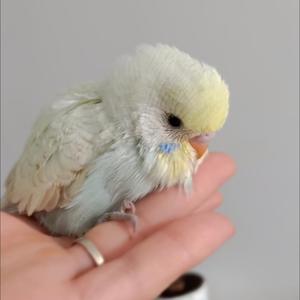 养鸟的小孩 