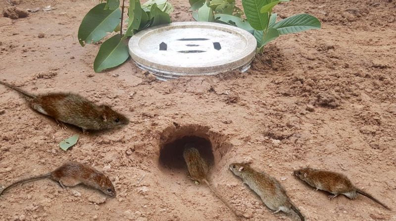 牛人用水桶自制捕鼠器,简直太巧妙了,运气好能抓几十只