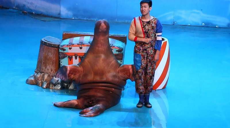 农村夫妻观看海象表演，没想到动物的智商这么高，一个举动笑喷了