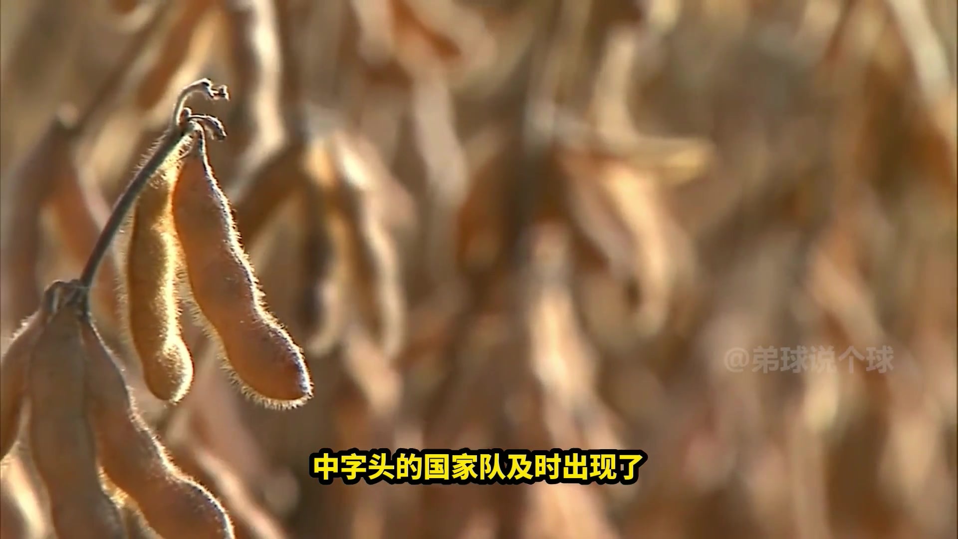 杂交水稻对中国影响多大?被称粮食界的核武器,到底有多牛?