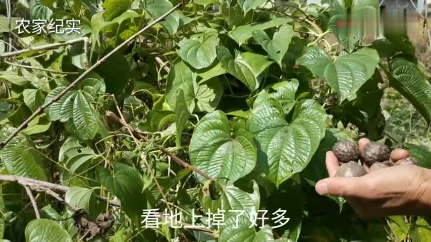 山里有一种植物叫黄独,和山药很相似,卖几十块钱一斤,你认识吗