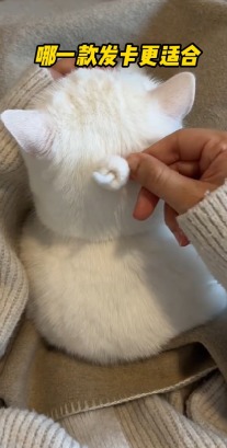 主人为猫咪卡上发卡,哪一款发卡更适合