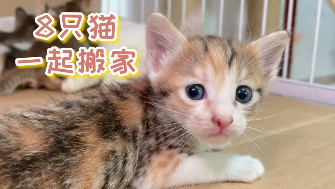 中秋节带着8只猫咪入住新居,还给流浪猫做了猫房,太豪华了