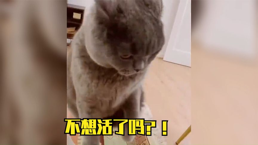 动物生气时的脸色与反应【论生气的养生与长寿】