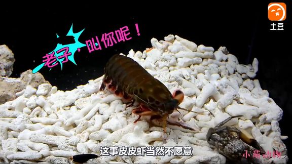 巨型皮皮虾遭遇螃蟹攻击,螃蟹只用了一招,就让皮皮虾无可奈何!