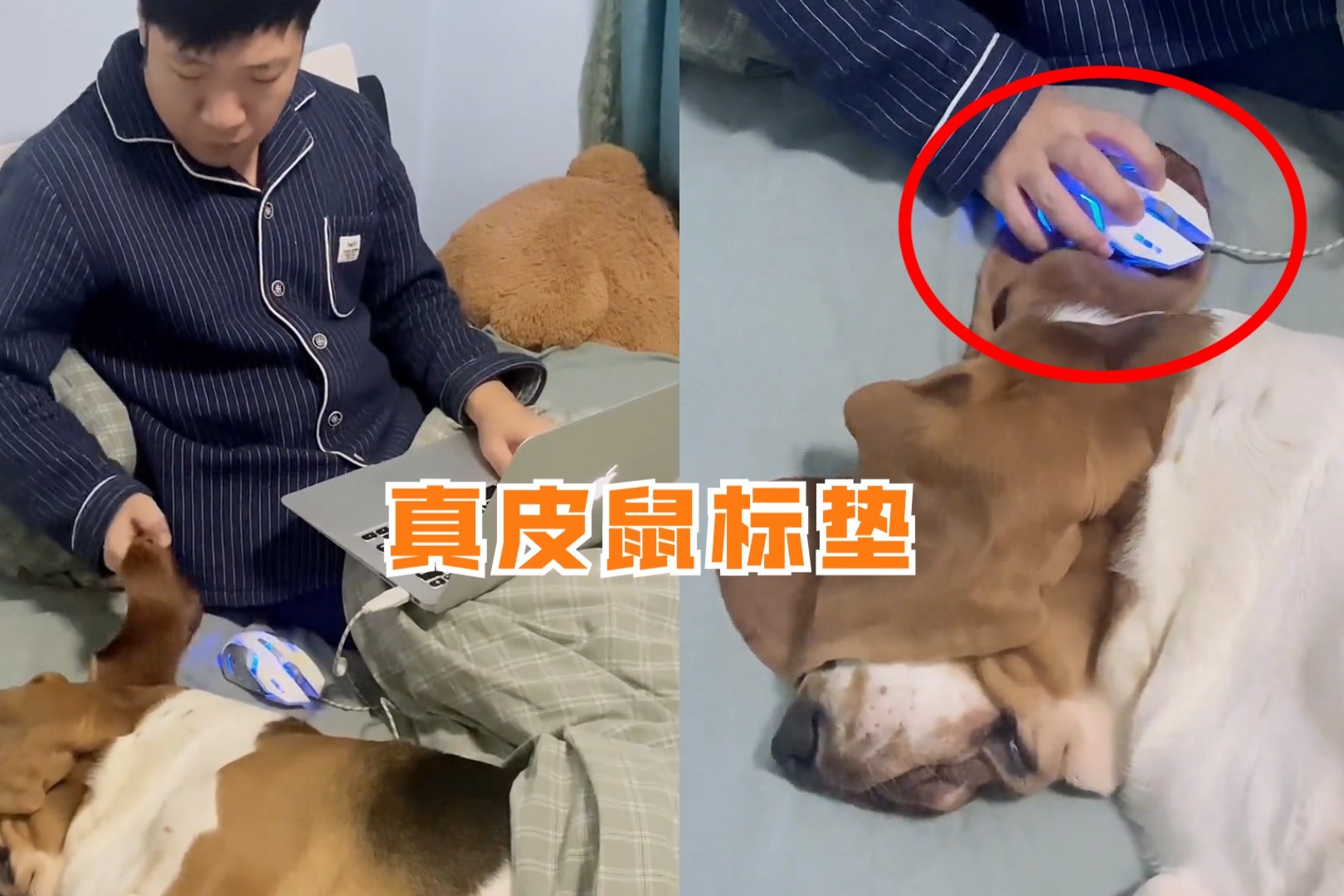 当铲屎官没有鼠标垫,下一秒目光锁定了狗子的耳朵:...