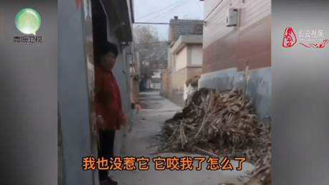 男子过路被狗咬伤,问狗主人怎么解决,狗主人:那你咬它