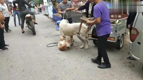 中亚牧羊犬按住金毛撕咬,金毛的主人怒了,冲上去就打,中亚秒怂